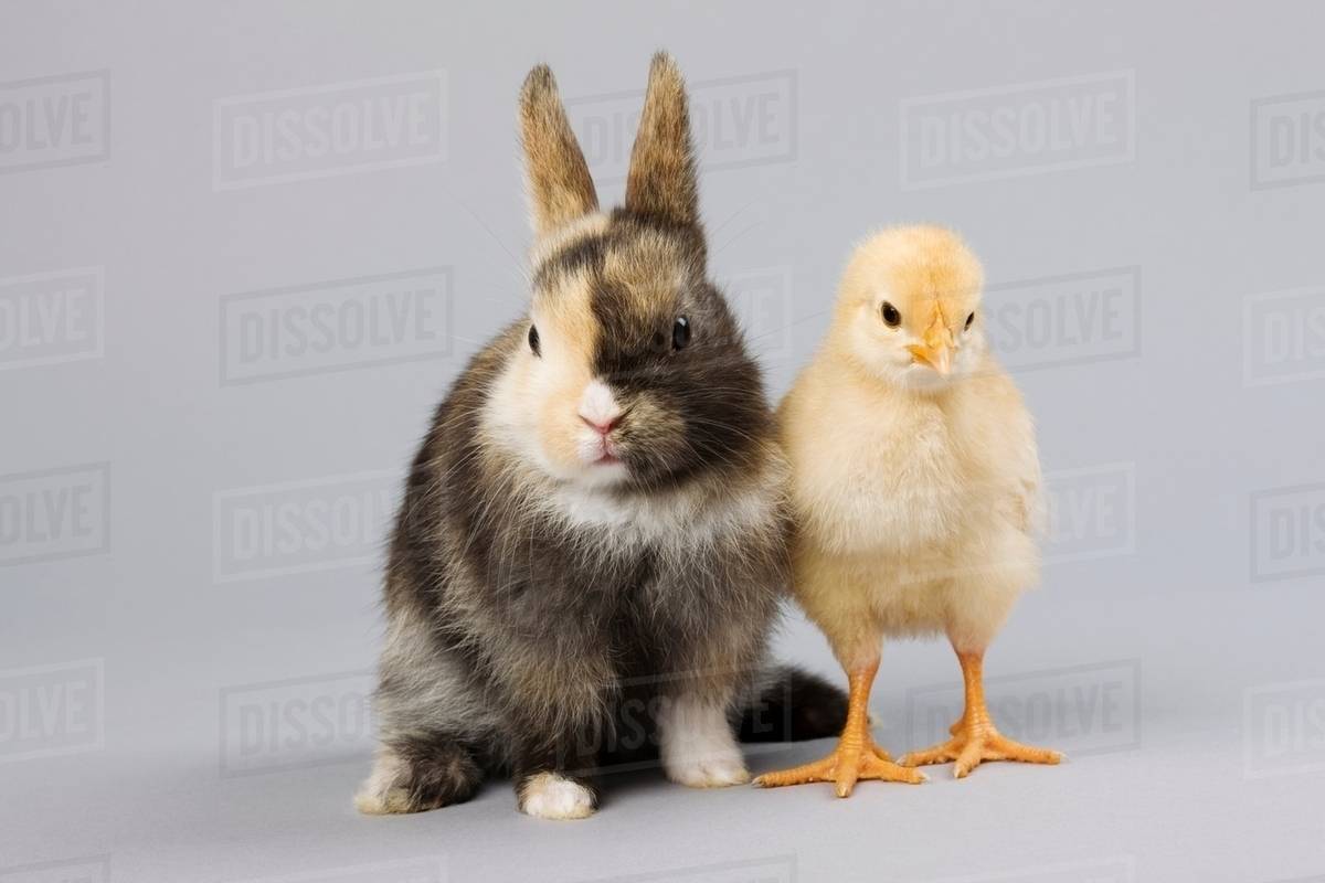 Rabbit and chick, studio shot - Stock Photo - Dissolve