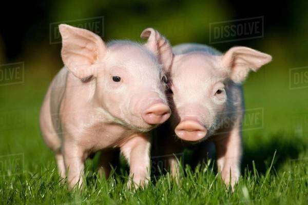 Two piglets on grass - Royalty-free Stock Photo | Dissolve