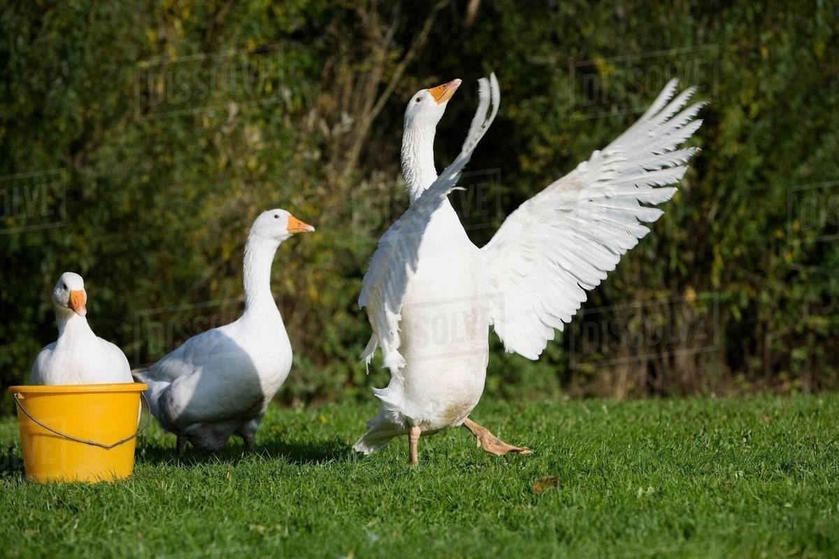 Geese with bucket of water - Royalty-free Stock Photo | Dissolve