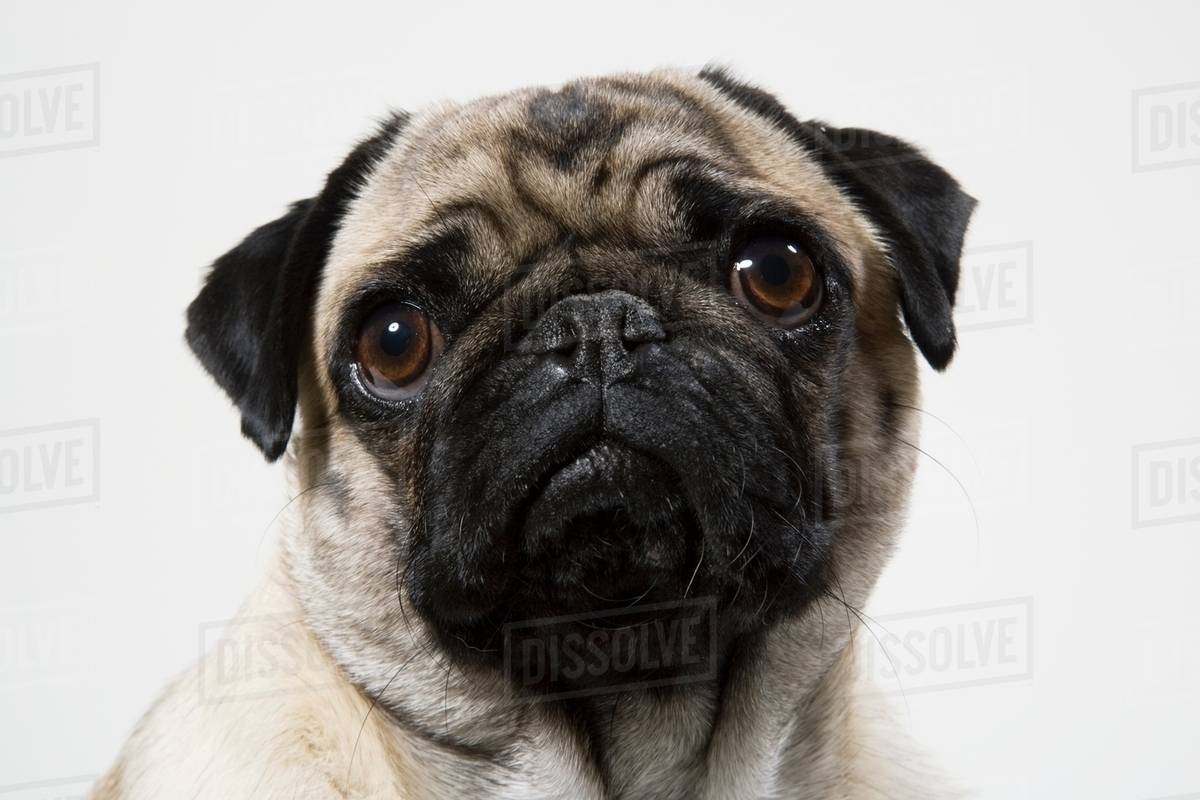 Pug dog close up, portrait - Royalty-free Stock Photo | Dissolve