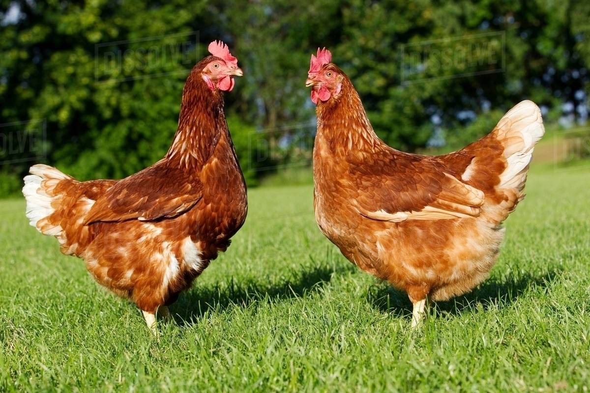 Two hens on grass - Royalty-free Stock Photo | Dissolve