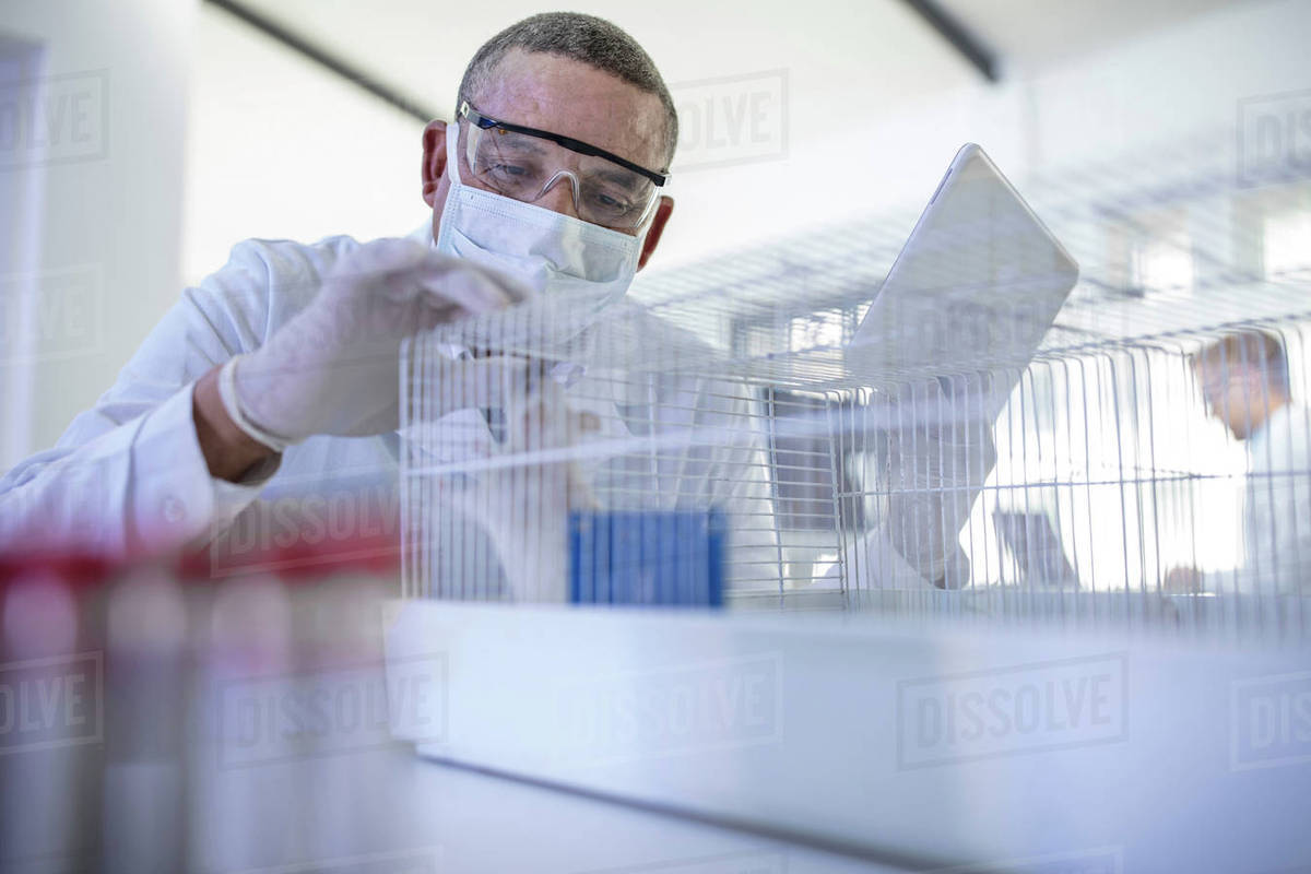 Laboratory worker holding digital tablet, looking into cage containing ...