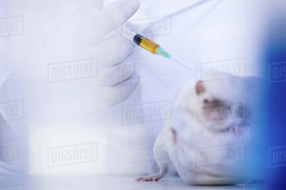 Laboratory worker injecting white rat, using syringe, close-up ...