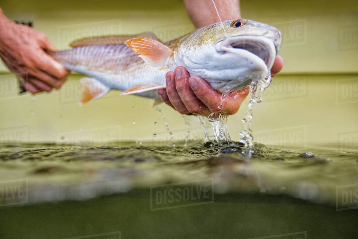 Man releasing small redfish - Stock Photo - Dissolve