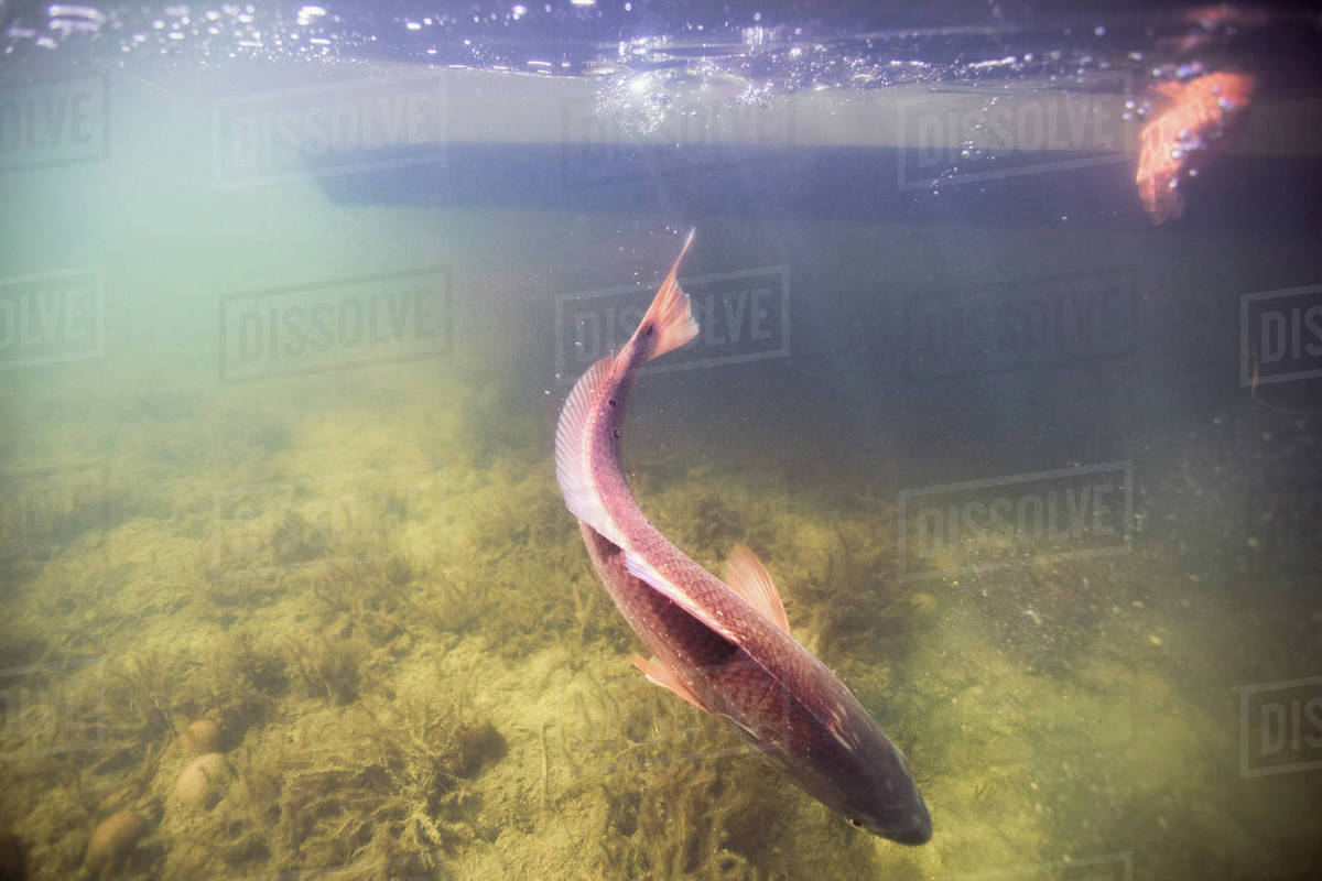Man releasing small redfish in the Gulf of Mexico, Homosassa, Florida ...