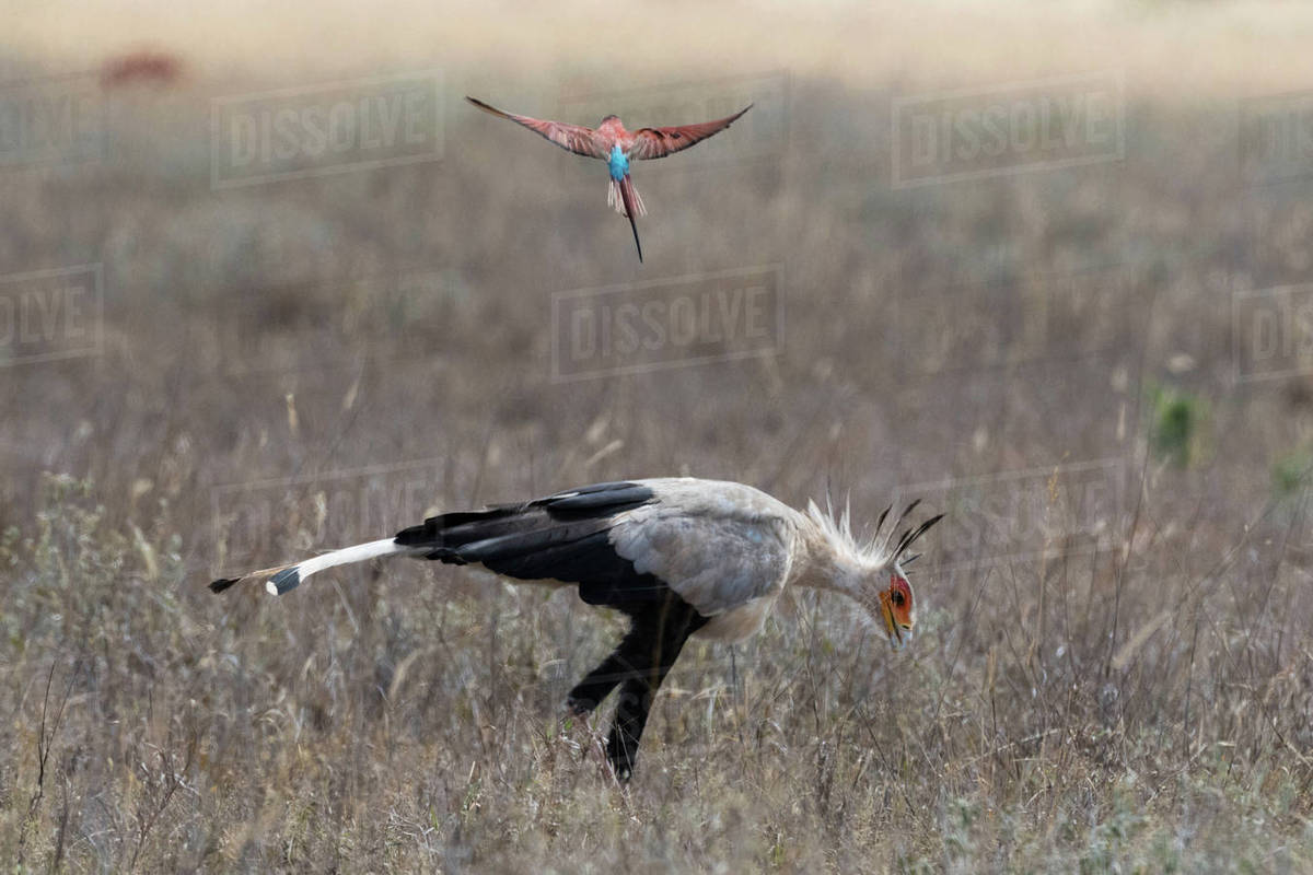 A Secretary Bird (Sagittarius serpentarius), searching for food ...