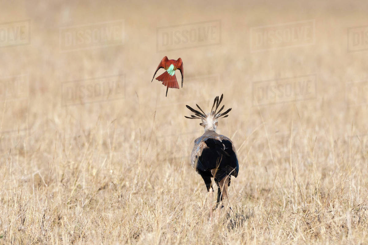 A secretary Bird (Sagittarius serpentarius), searching for food ...