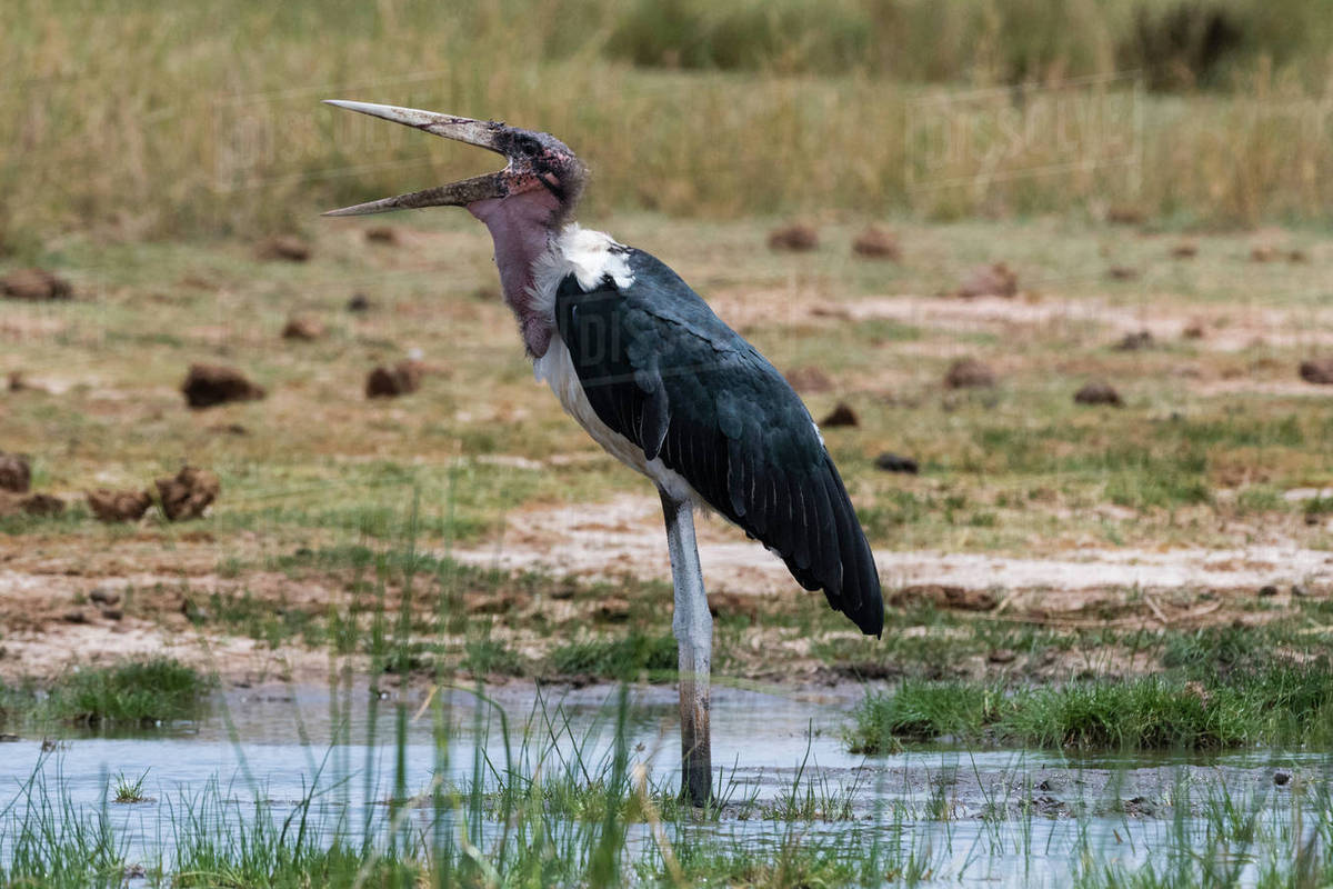 Marabou stork (Leptoptilos crumeniferus), Tsavo, Kenya, Africa - Stock ...