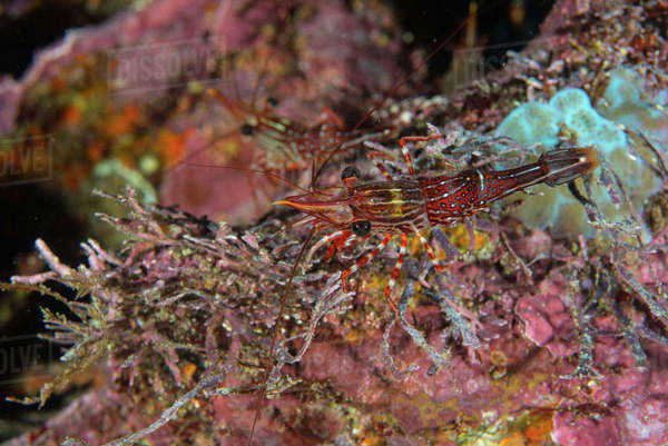 Striped shrimp by coral, Seymour, Galapagos, Ecuador, South America ...