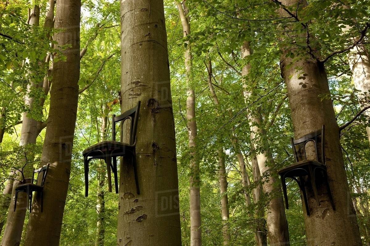 Chairs attached to tree trunks high up in forest - Royalty-free Stock ...