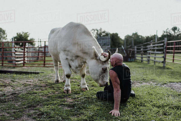 Man sitting on ground stroking bull - Stock Photo - Dissolve