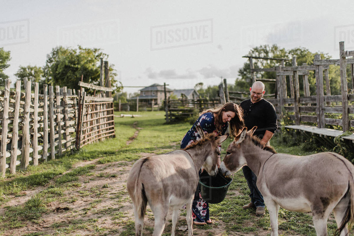 Couple feeding pet donkeys - Royalty-free Stock Photo | Dissolve