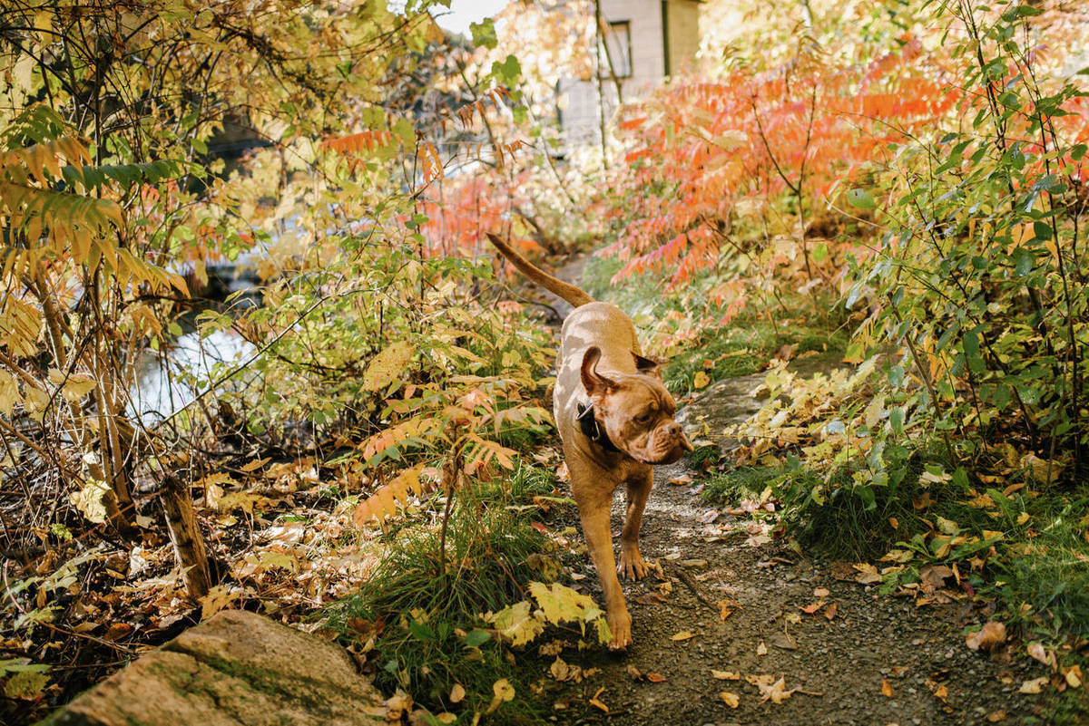 Dog exploring park alone - Stock Photo - Dissolve