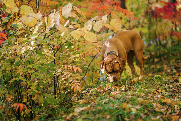 Dog exploring park alone - Royalty-free Stock Photo | Dissolve