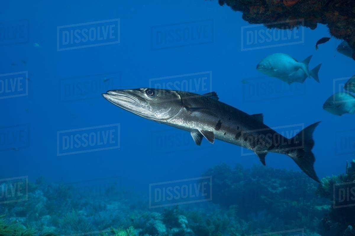 Barracuda on coral reef - Royalty-free Stock Photo | Dissolve