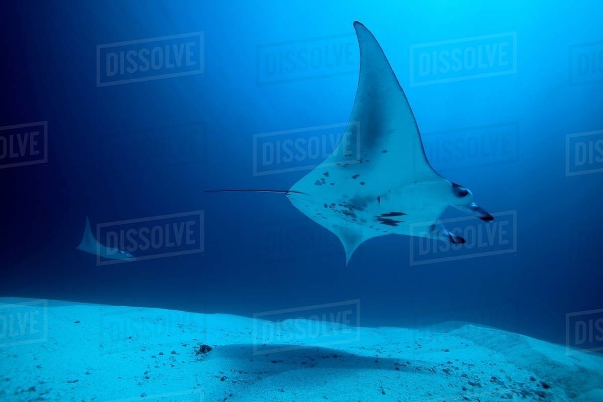 Rays swimming underwater - Royalty-free Stock Photo | Dissolve