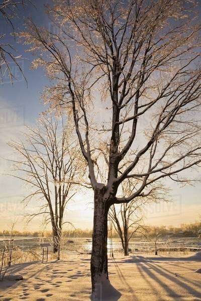 Bare tree in winter - Stock Photo - Dissolve