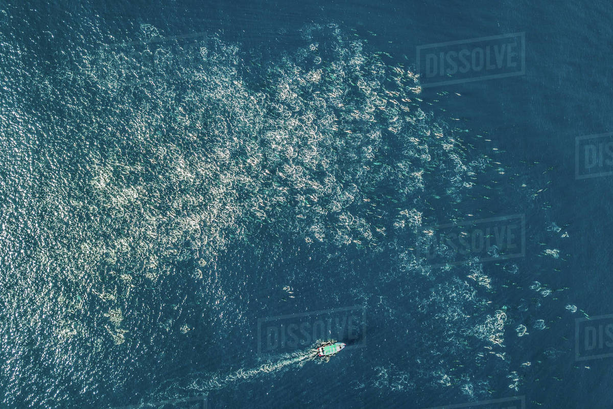 Super pod of common dolphins off Baja California - Royalty-free Stock ...