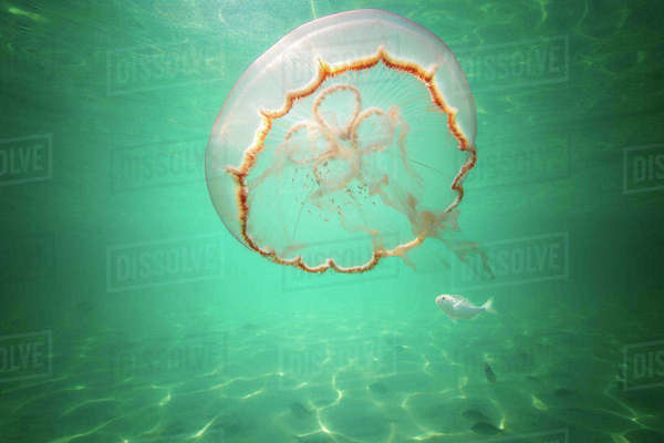 Moon jellyfish harbouring baby fish for protection against predators ...