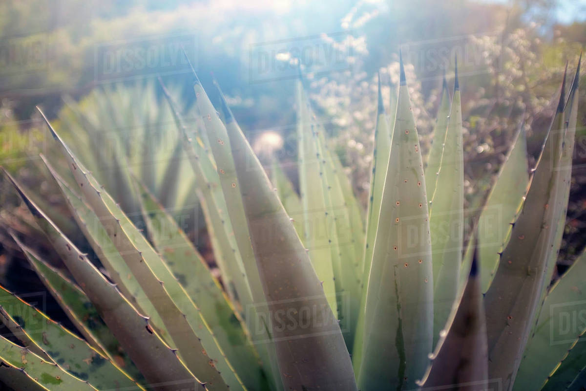 Agave Havardiana with symmetrical rosettes of rigid, silver-grey leaves ...