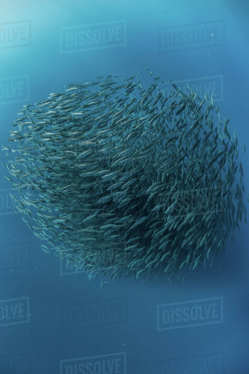 Mackerel baitballs underwater, Punta Baja, Baja California, Mexico ...