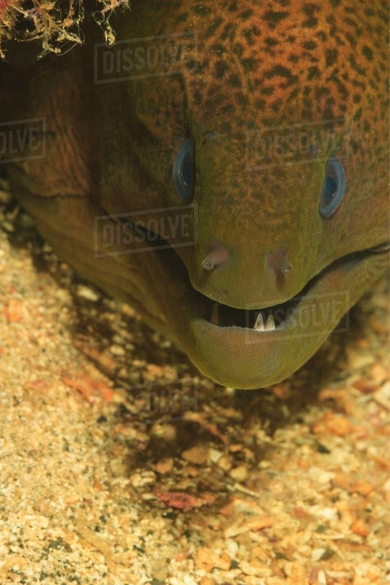 Close up of moral eel's face - Royalty-free Stock Photo | Dissolve