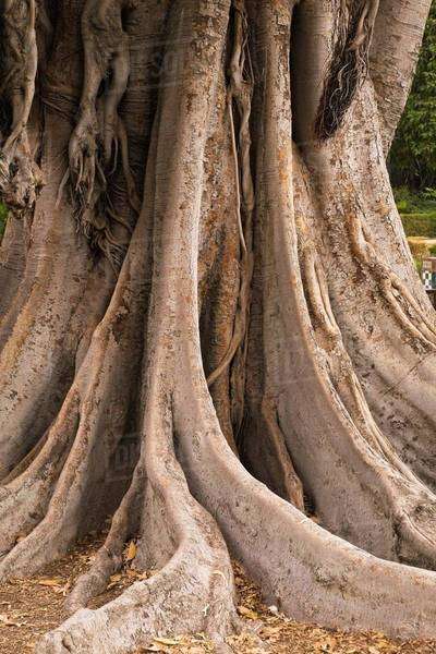 Rubber tree roots - Stock Photo - Dissolve