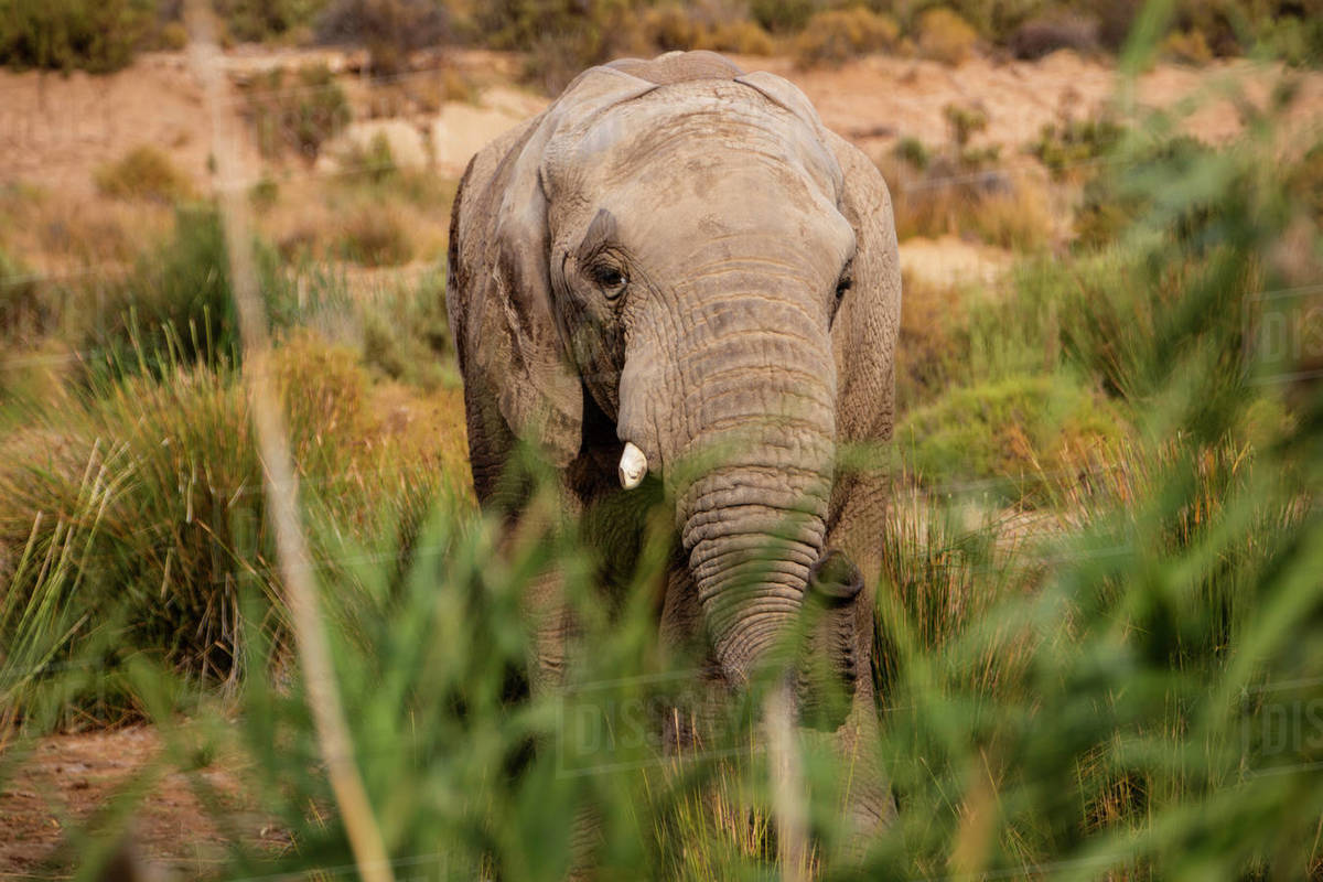 Elephant grazing in nature reserve, Touws River, Western Cape, South ...