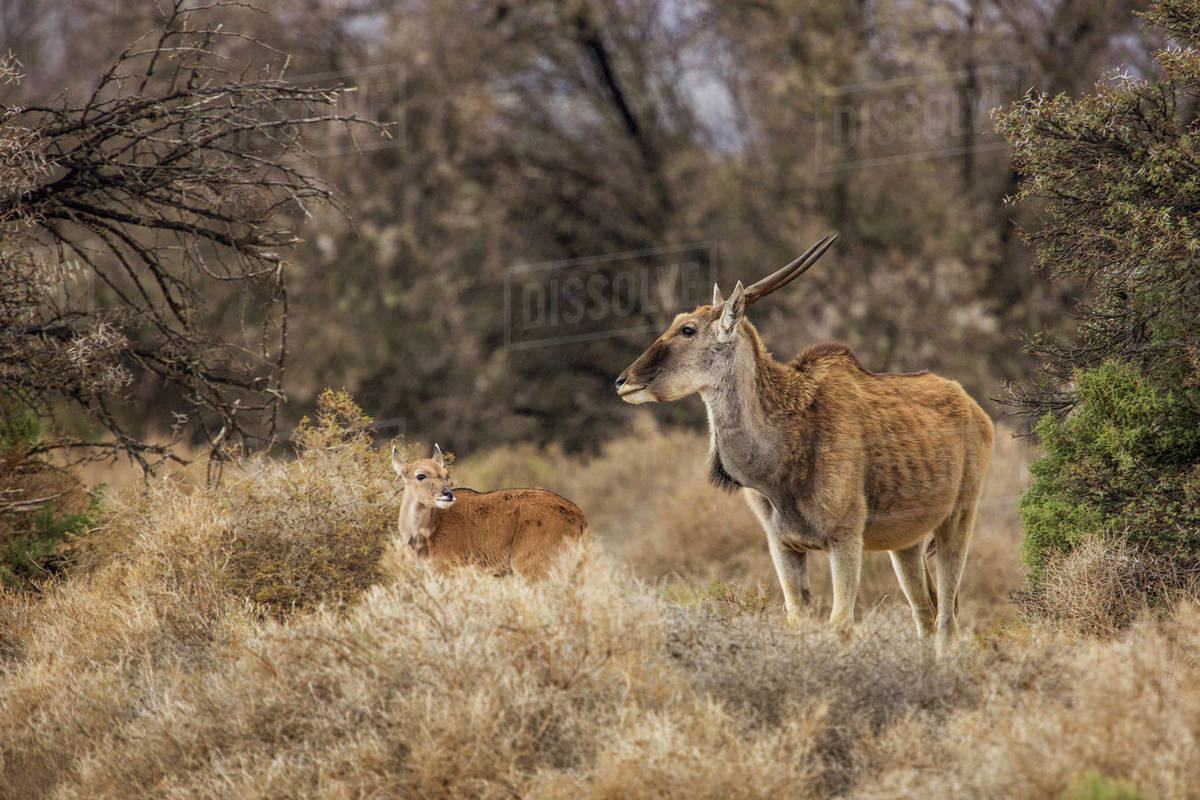 Antelope and calf in nature reserve, Touws River, Western Cape, South ...