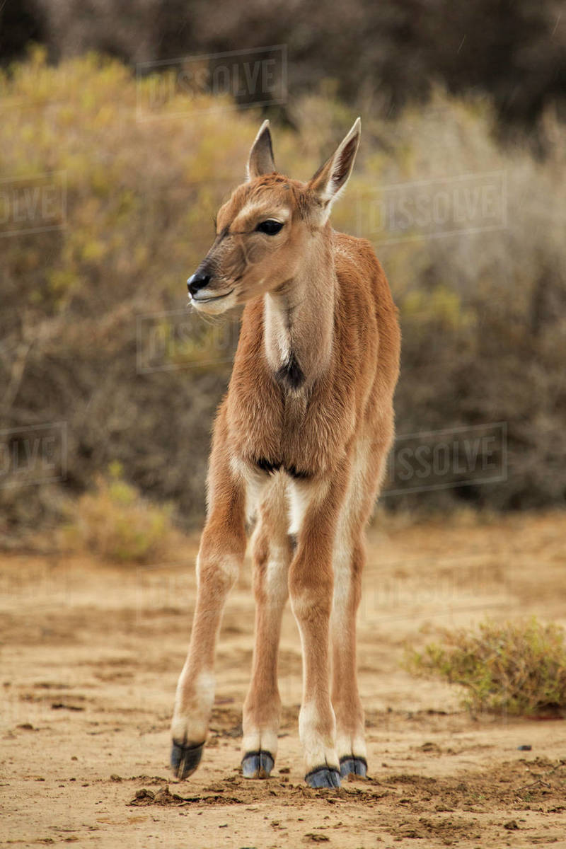 Antelope calf in nature reserve, Touws River, Western Cape, South ...