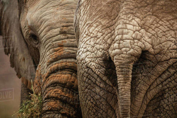 Elephants in nature reserve, Touws River, Western Cape, South Africa ...