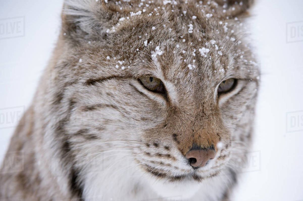 European Lynx (Lynx lynx), Captive, Polar Park, Norway - Royalty-free ...