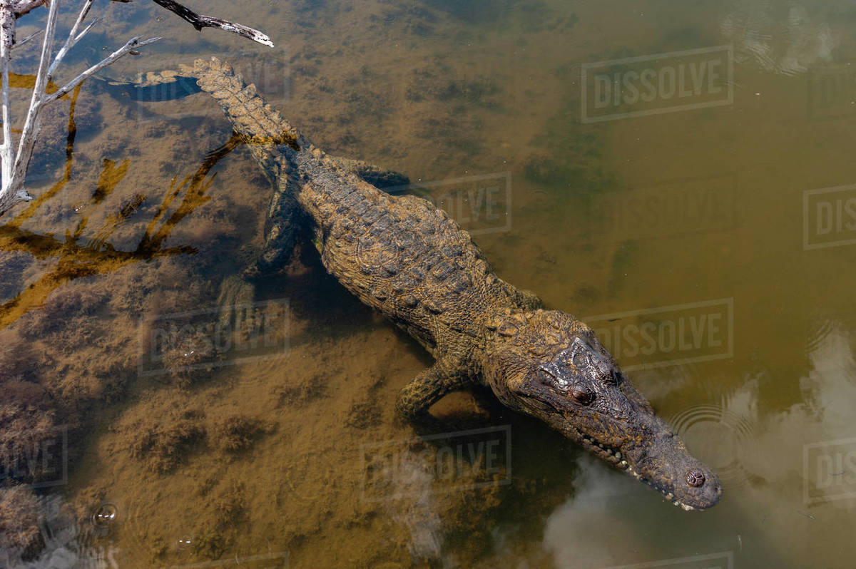 American crocodile, (Crocodylus acutus), Lagoon, Punta Sur Eco Park ...