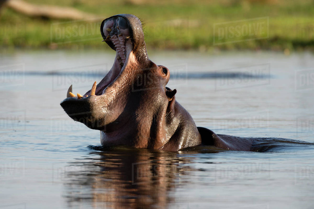 Hippopotamus (Hippopotamus amphibius) with open mouth in river, Khwai ...