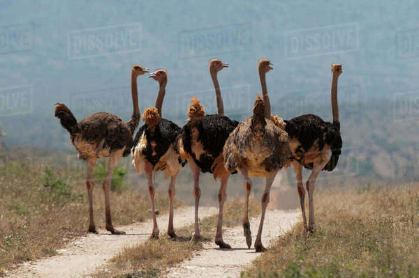 Flock of ostrich (Struthio camelus), Lualenyi Game Reserve, Kenya ...