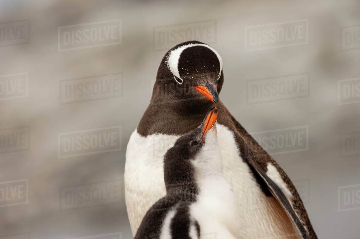 Family of gentoo penguins, Lemaire Channel, Petermann Island, Antarctic ...