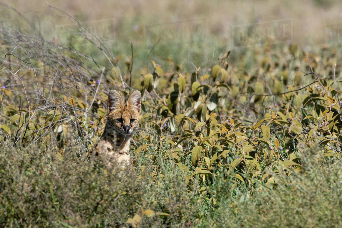 Serval (Leptailurus serval), Ndutu, Ngorongoro Conservation Area ...