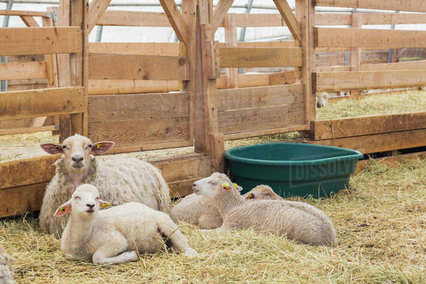 Arcott Rideau lambs in sheep pen being bred and raised for meat, Quebec ...