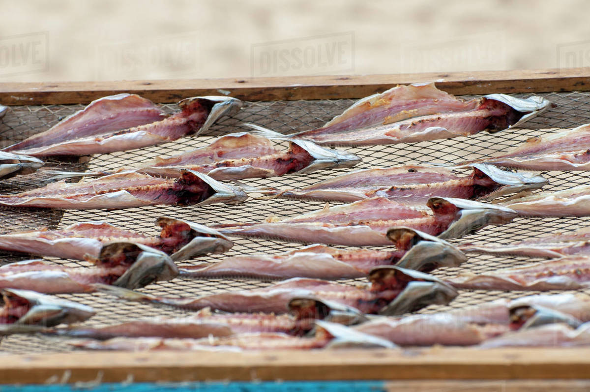 Gutted fish drying in sun on beach, Nazare, Portugal - Royalty-free ...