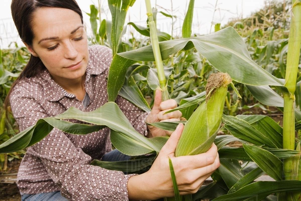 Woman picking corn on the cobb - Royalty-free Stock Photo | Dissolve