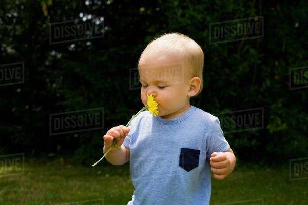 Baby boy smelling a flower - Royalty-free Stock Photo | Dissolve
