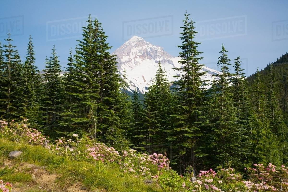 Lolo pass and mount hood - Royalty-free Stock Photo | Dissolve