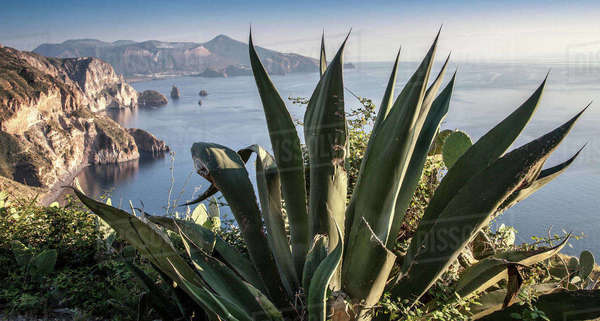 Plant on rocky cliff overlooking ocean - Royalty-free Stock Photo ...