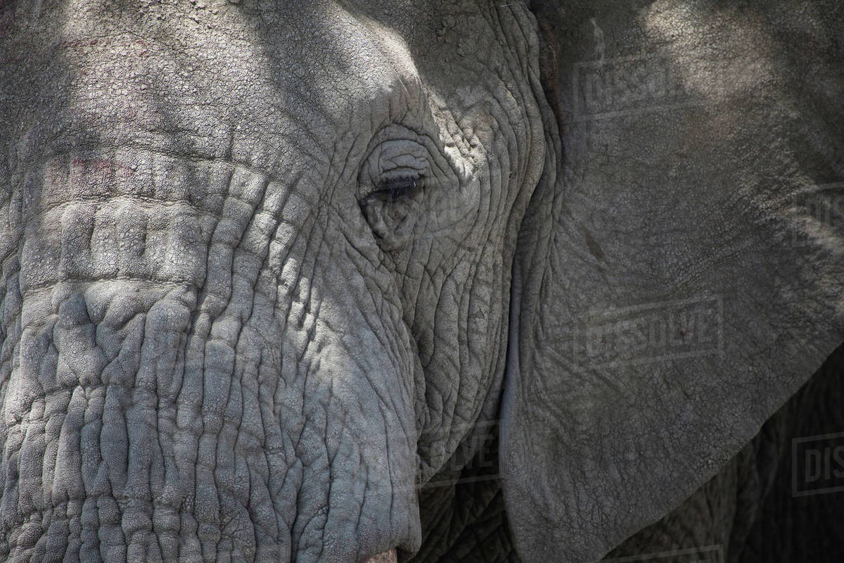 Close up of elephant?s wrinkly face - Stock Photo - Dissolve