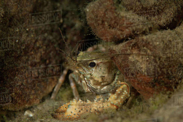 Close up of freshwater crayfish - Stock Photo - Dissolve