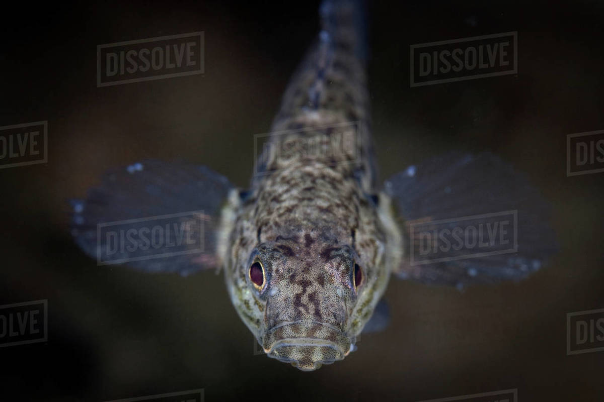 Close up of common bully fish - Royalty-free Stock Photo | Dissolve