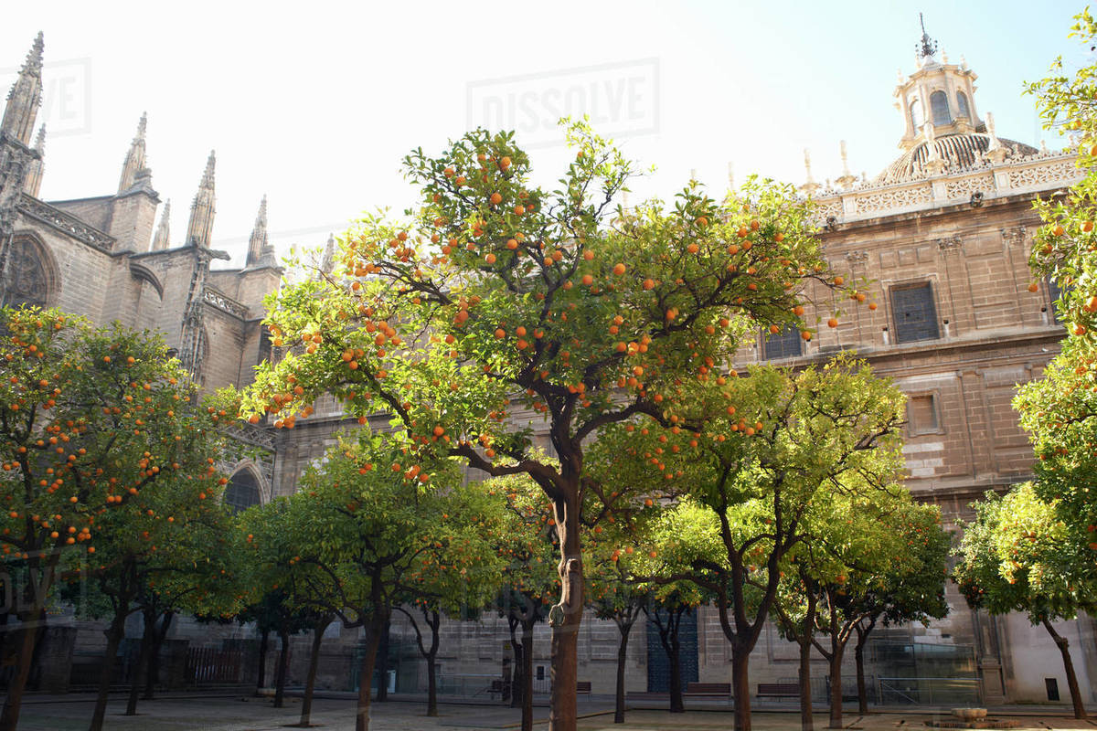 Orange tree in courtyard, Seville, Andalusia, Spain - Royalty-free ...