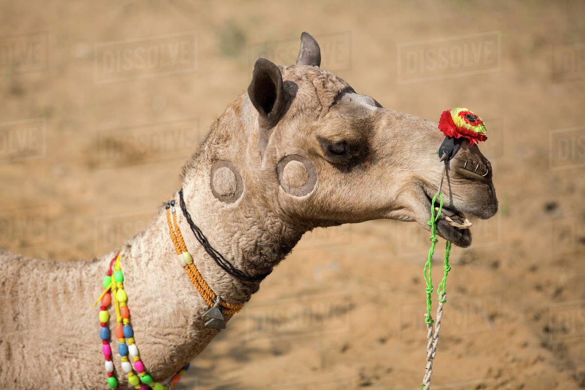 Portrait of camel wearing multicolored bead necklace at Pushkar Camel ...