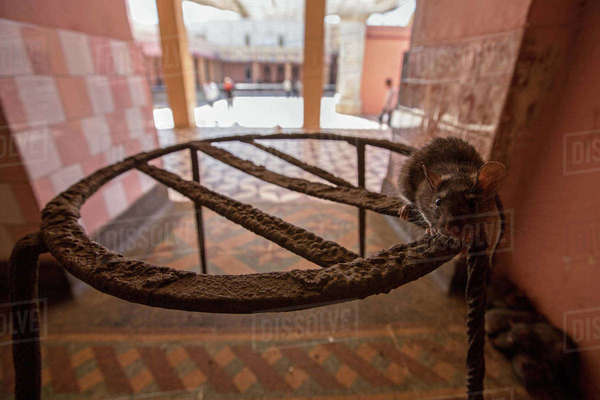 Rat at Karni Mata rat temple, Deshnoke, Rajasthan, India - Royalty-free ...