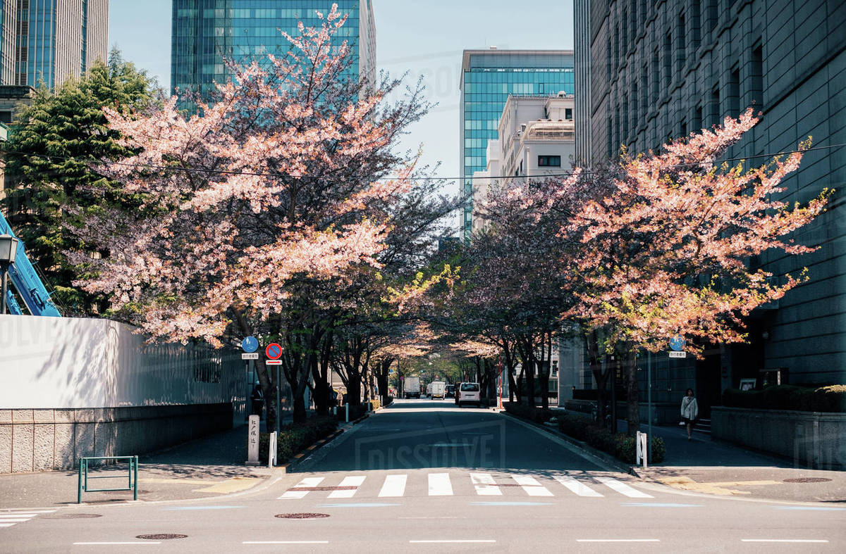 City street scene with cherry blossom trees on pavements, Tokyo, Japan ...